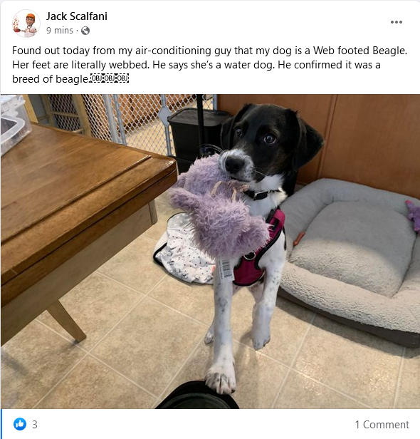 Scalfani family dogs - The Cooking with Jack Wiki